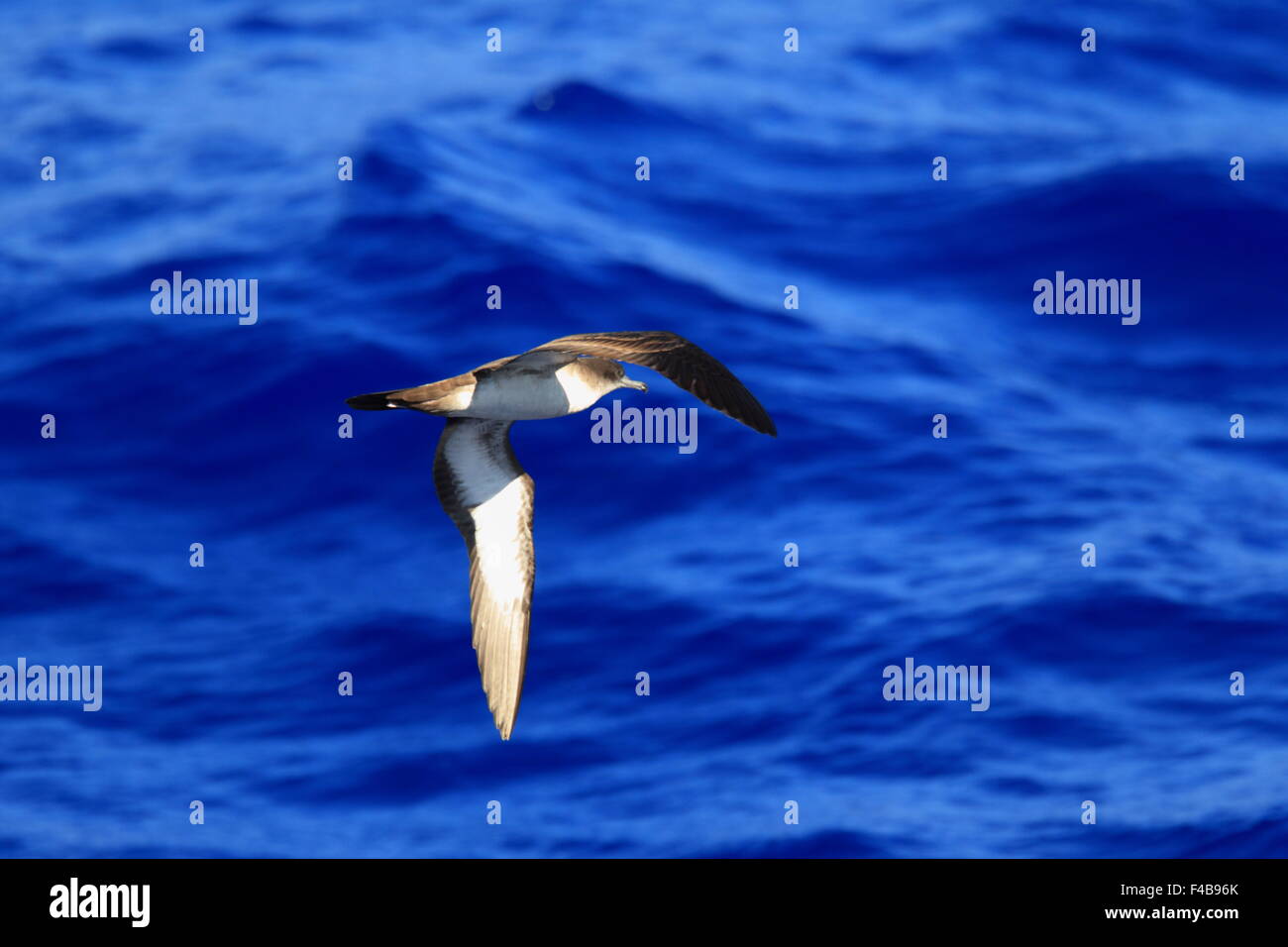 Wedge-tailed shearwater (Puffinus pacificus) in Japan Stock Photo - Alamy