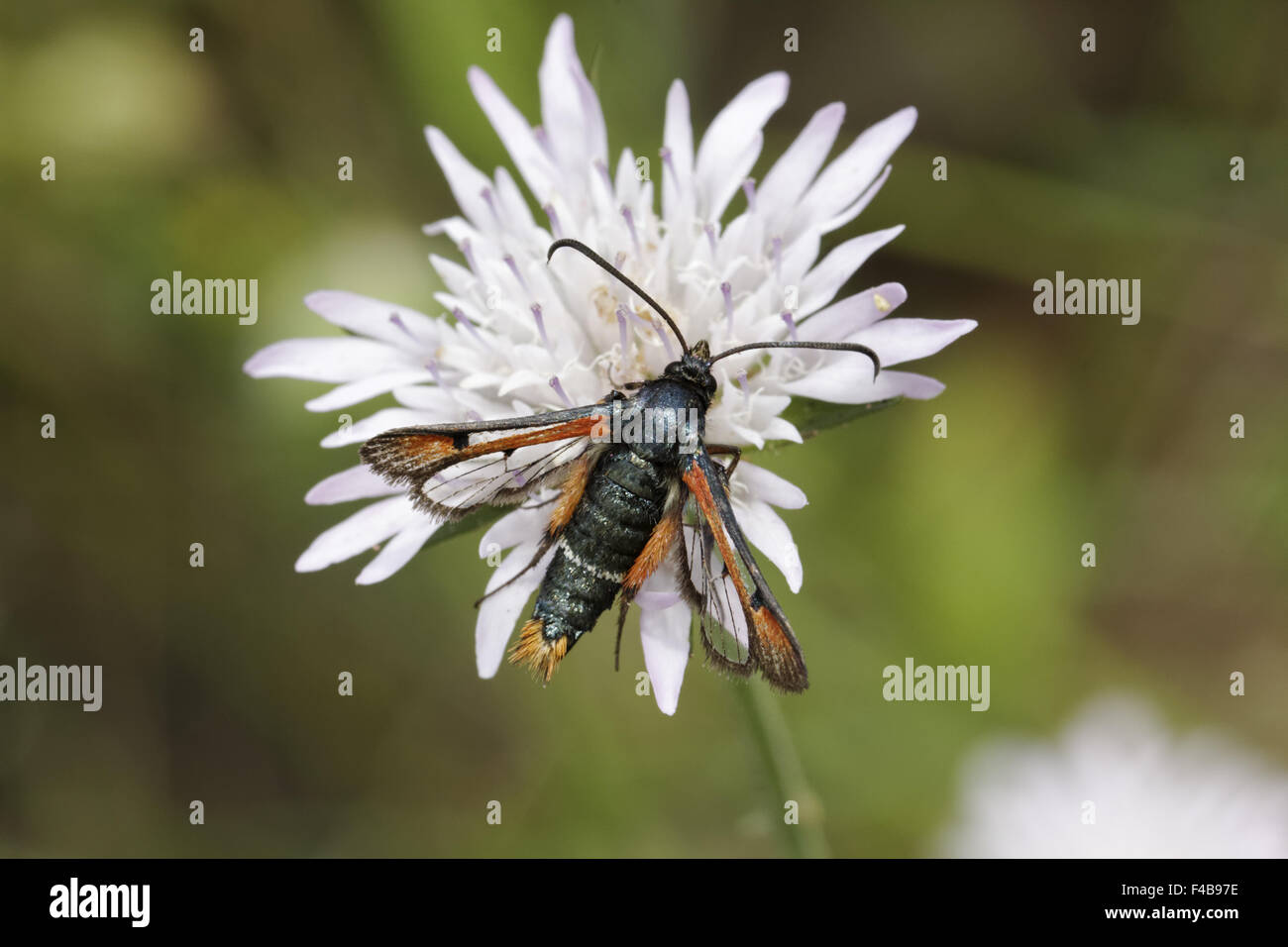 Pyropteron chrysidiforme, Fiery Clearwing Stock Photo - Alamy