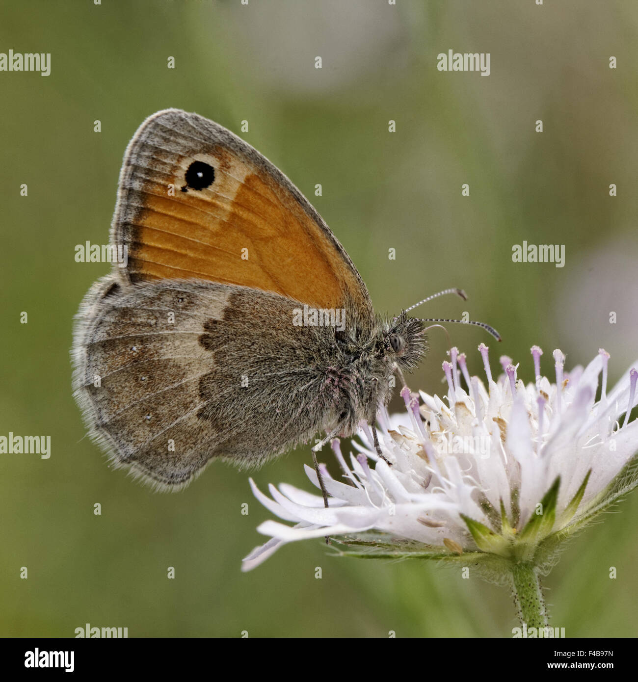 Coenonympha pamphilus, Small Heath Butterfly Stock Photo - Alamy