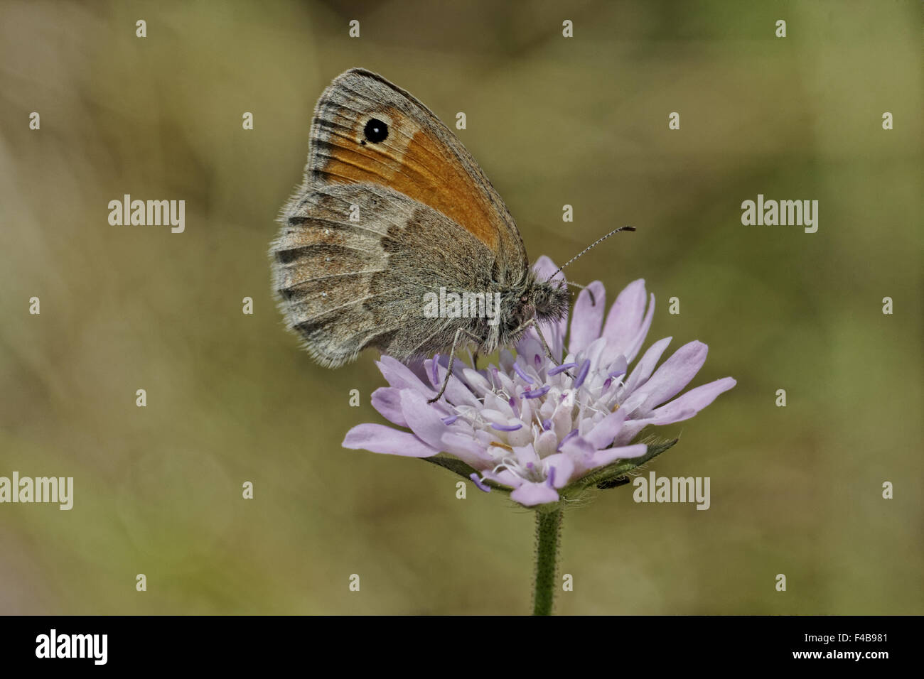 Coenonympha pamphilus, Small Heath Butterfly Stock Photo - Alamy