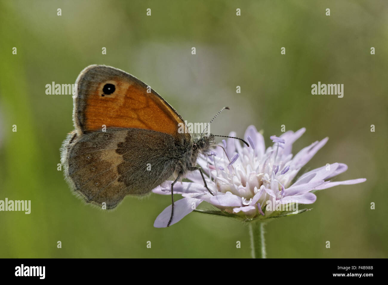 Coenonympha pamphilus, Small Heath Butterfly Stock Photo - Alamy