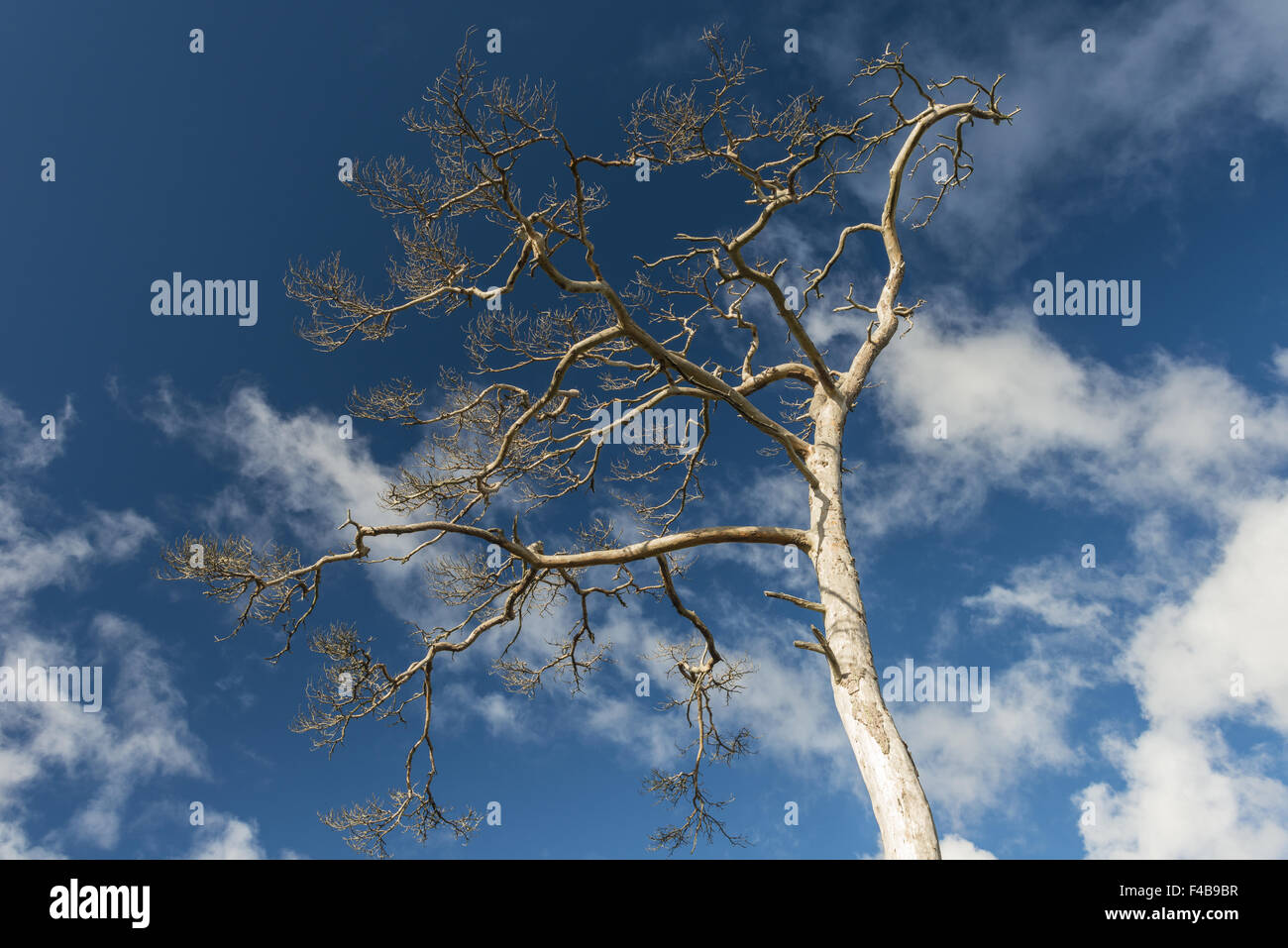 Dead scots pine dead tree hi-res stock photography and images - Alamy
