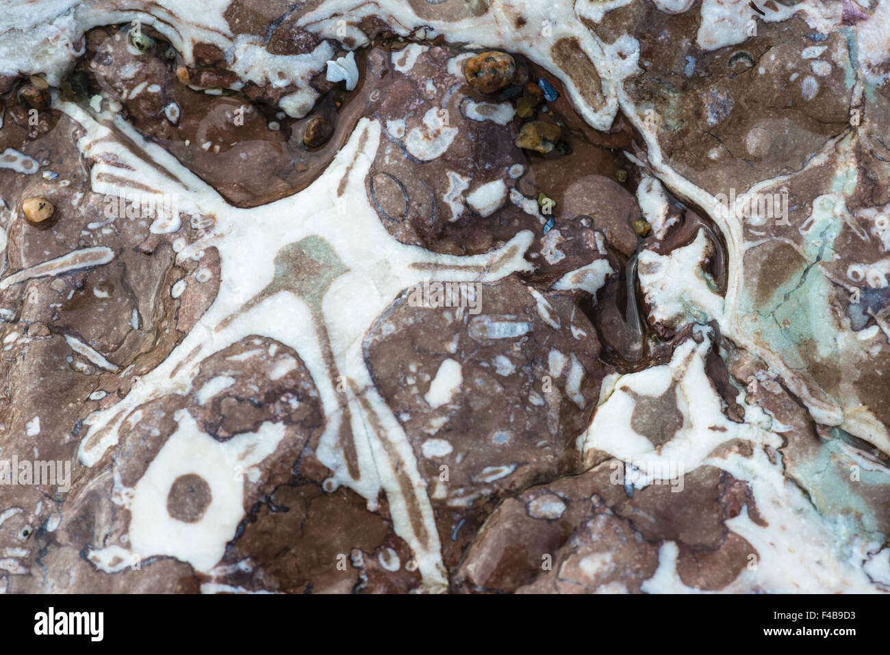 fossil in ar rock, Gotland, Sweden Stock Photo - Alamy