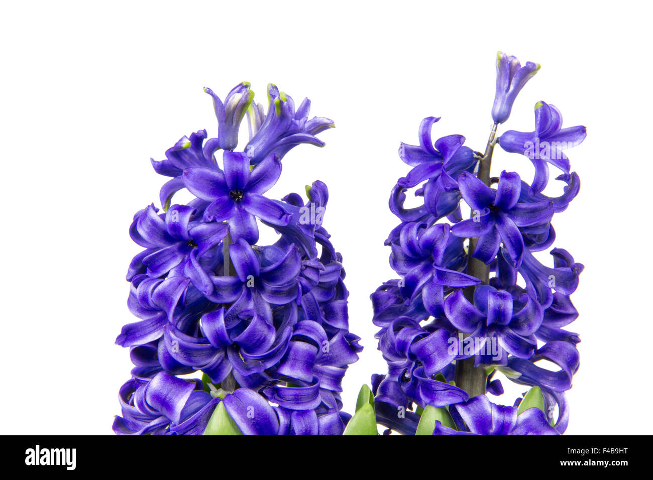 blue hyacinth 3 Stock Photo - Alamy