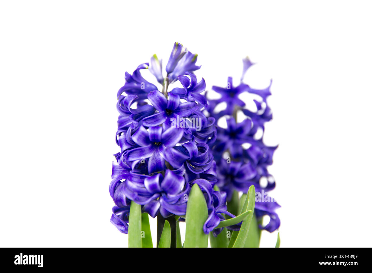 blue hyacinth 2 Stock Photo - Alamy