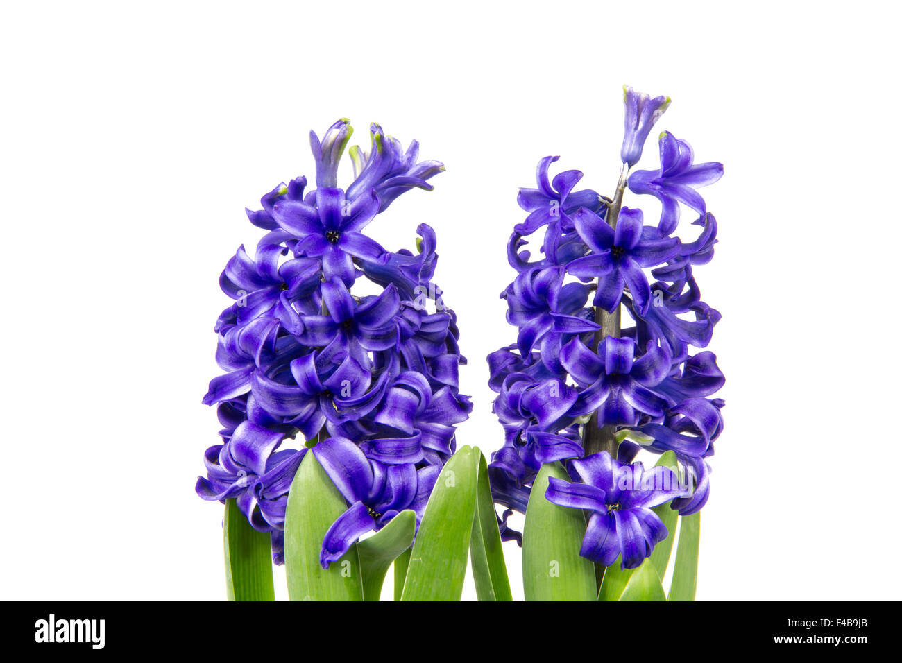 blue hyacinth 1 Stock Photo - Alamy