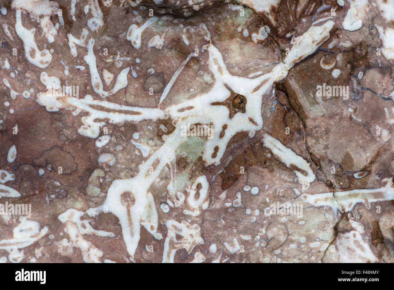fossil in ar rock, Gotland, Sweden Stock Photo - Alamy