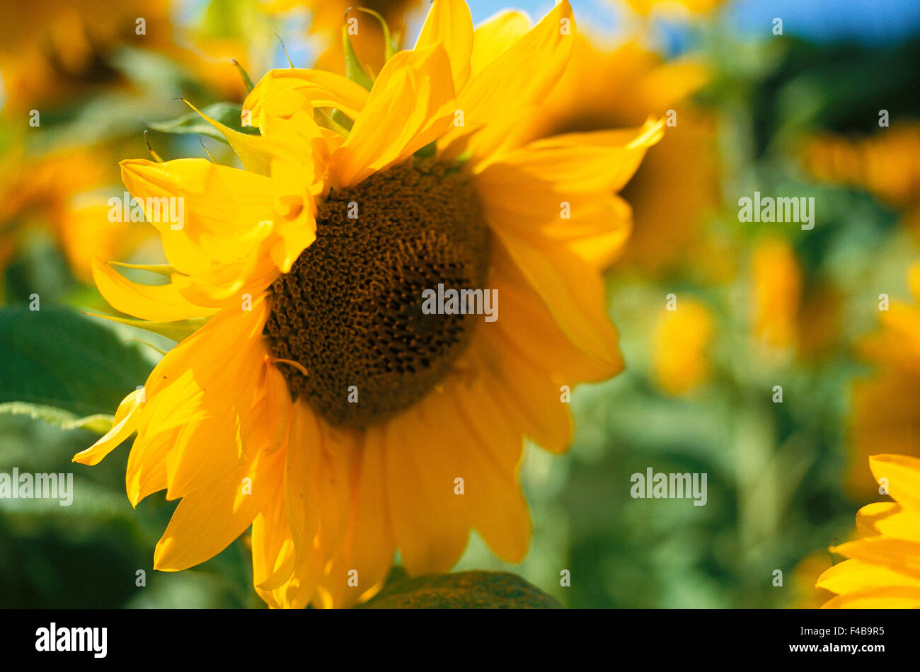 Close up sunflower Stock Photo - Alamy