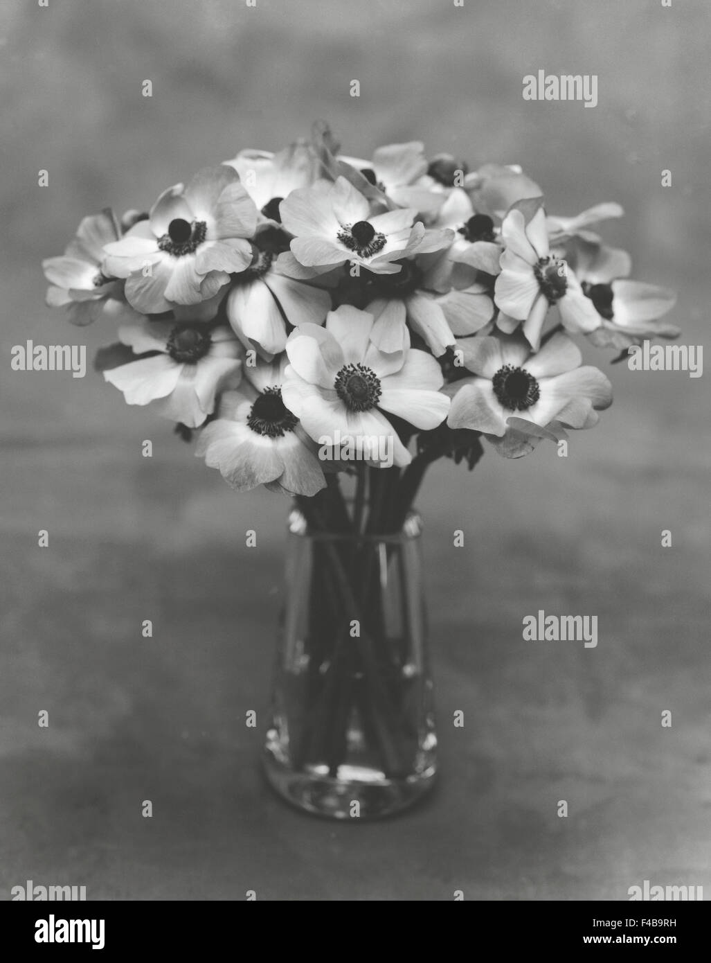black and white bouquet catalogue 2 close-up flower grey colored ...