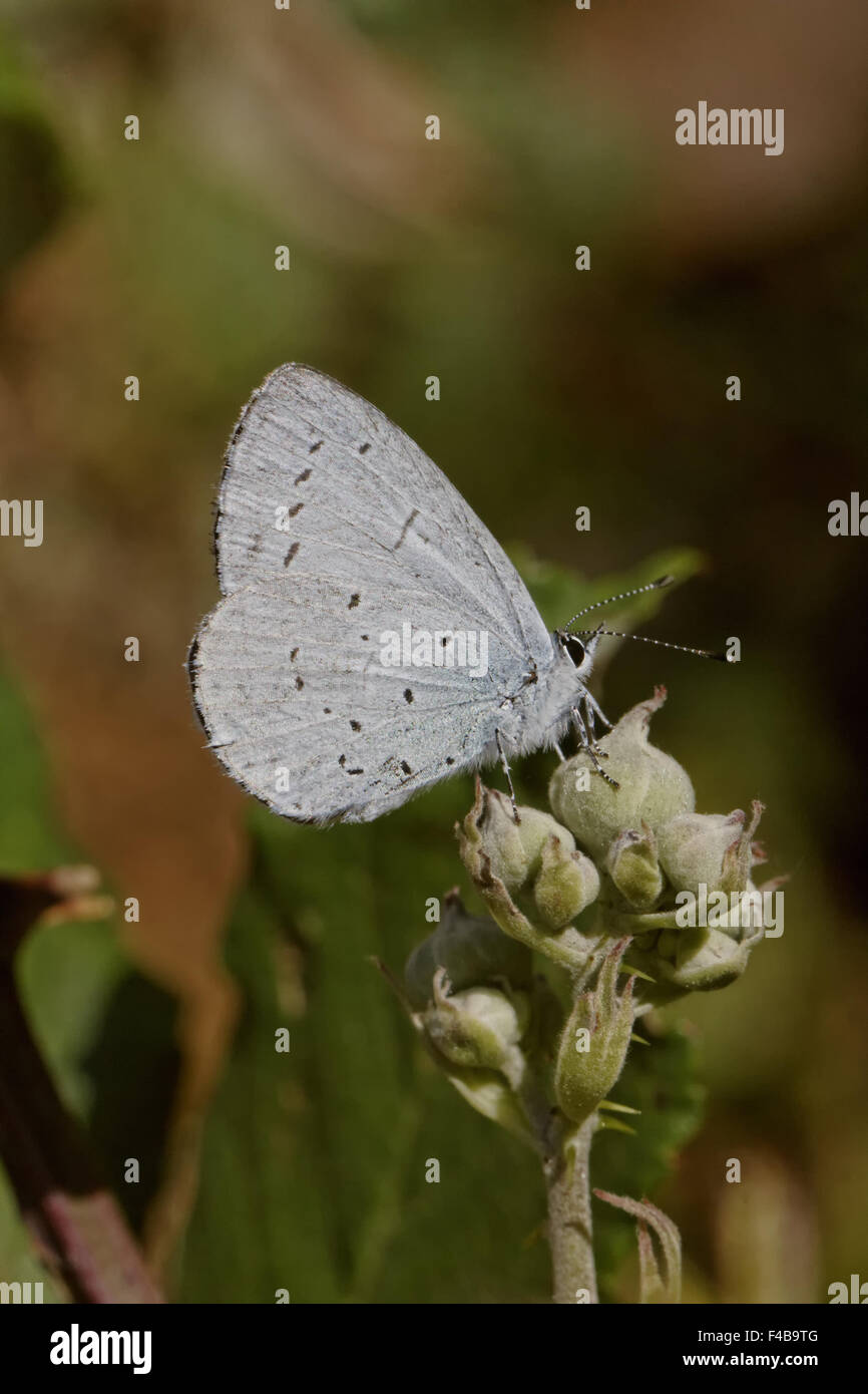 Celastrina argiolus, Holly Blue butterfly Stock Photo - Alamy