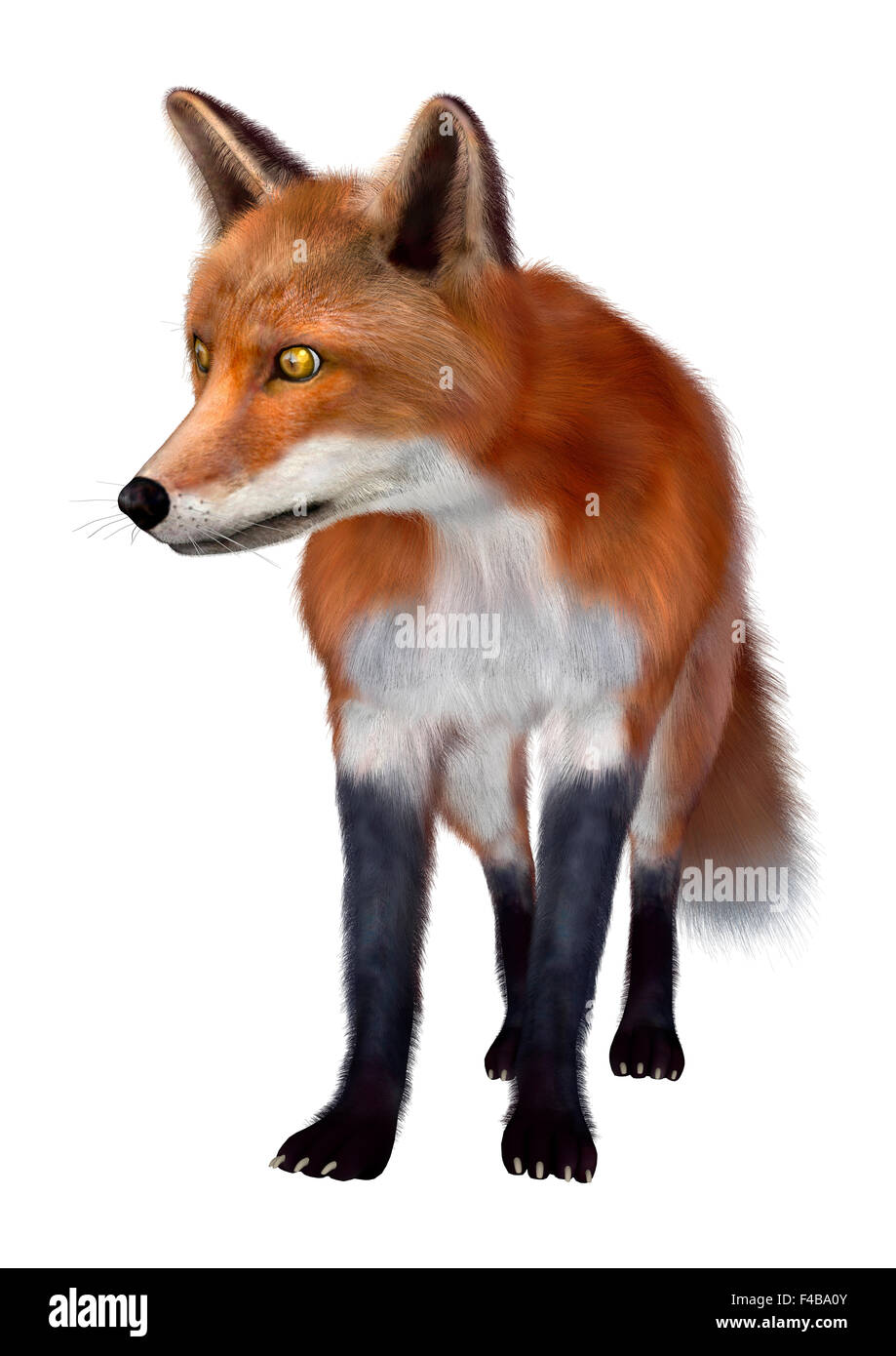 3D digital render of a red fox isolated on white background Stock Photo ...