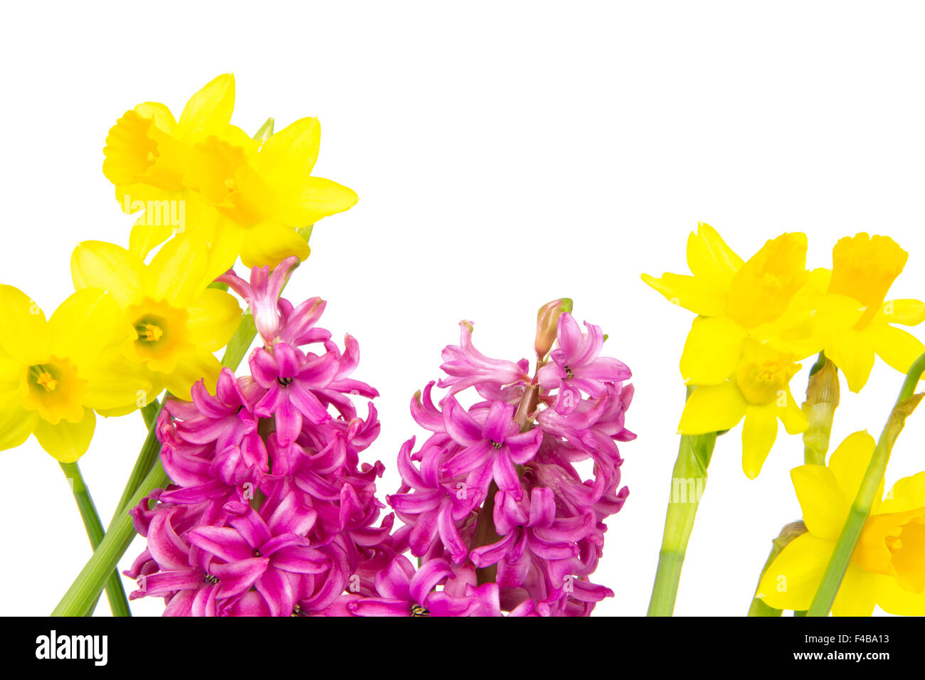 hyacinth and daffodil 4 Stock Photo - Alamy