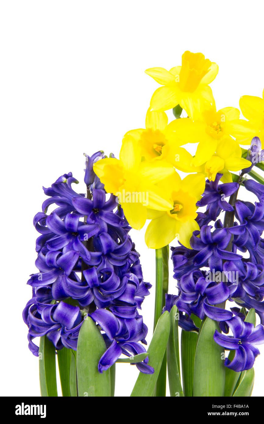 hyacinth and daffodil 1 Stock Photo - Alamy