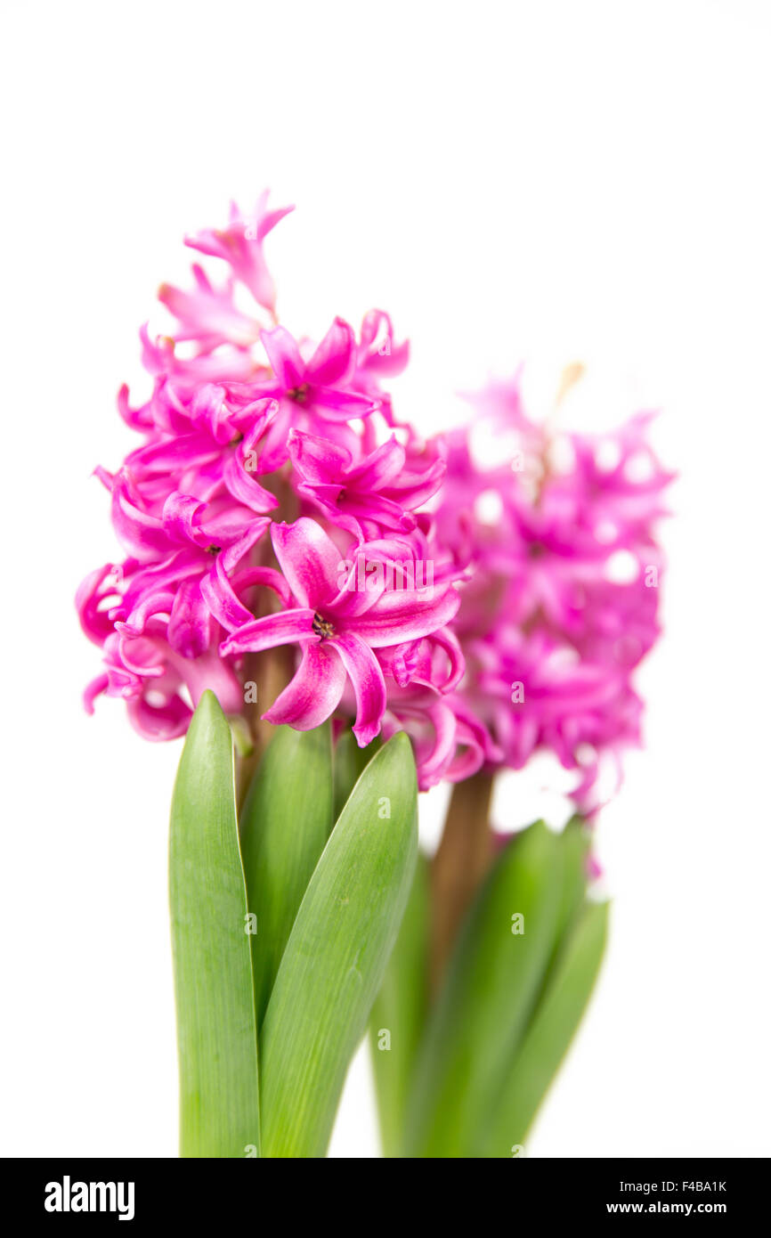 Hyacinth pink hi-res stock photography and images - Alamy
