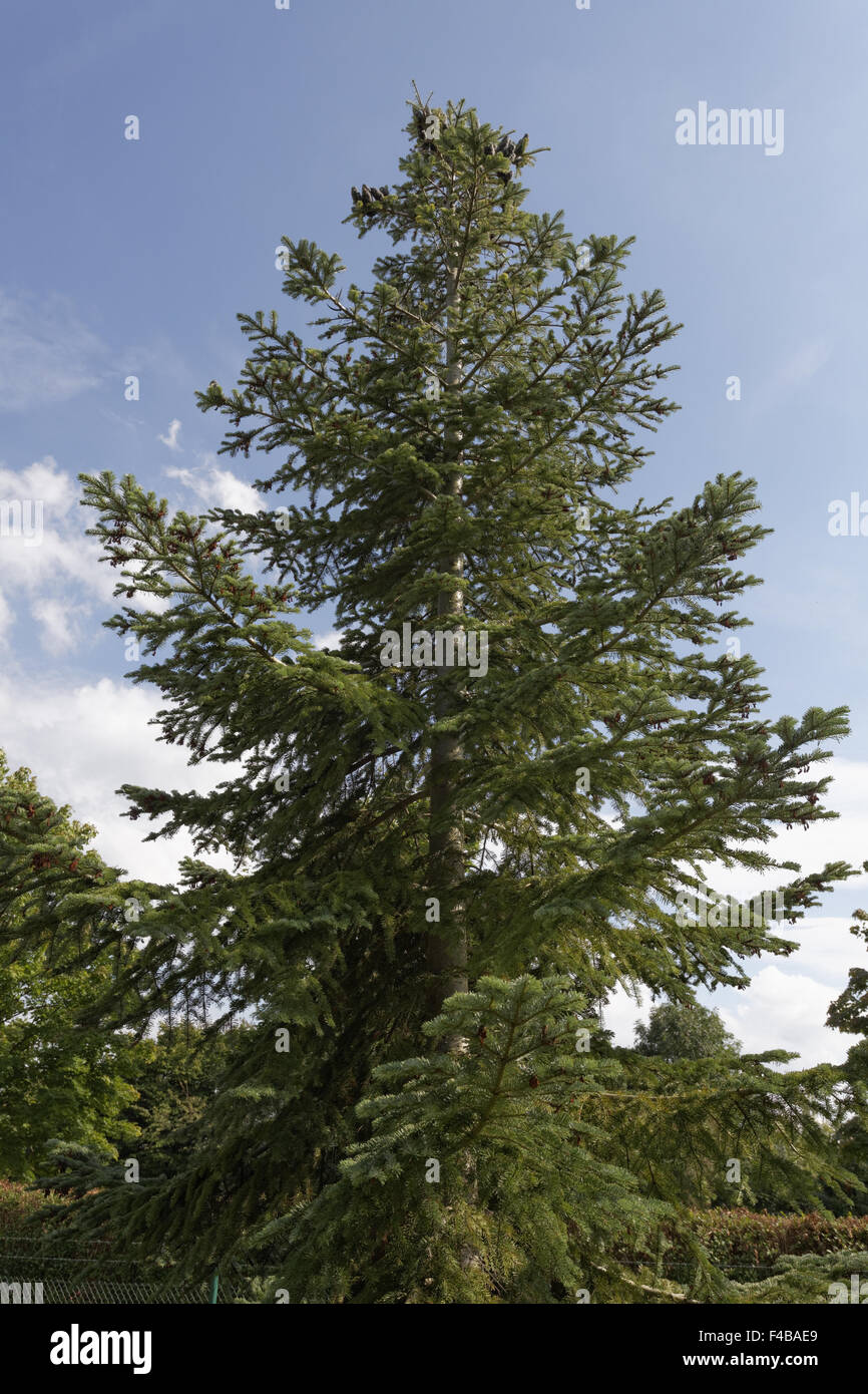 Abies amabilis, Pacific Silver Fir Stock Photo - Alamy