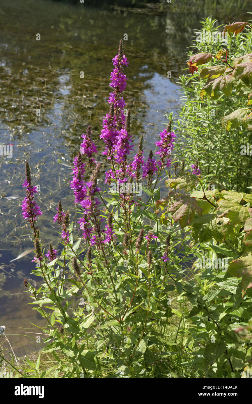 Lythrum salicaria, Purple loosestrife Stock Photo - Alamy