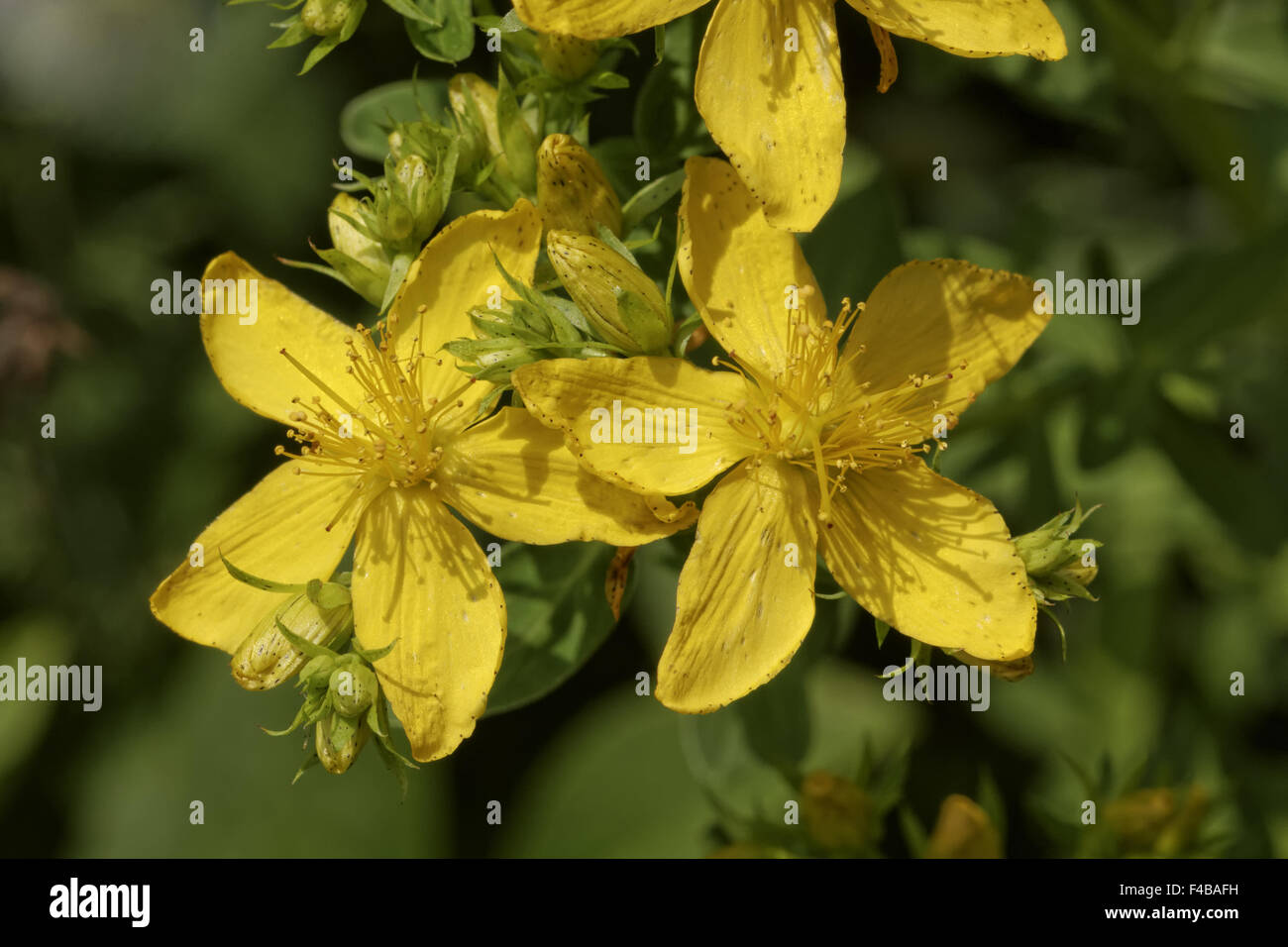 Common st johns wort hi-res stock photography and images - Alamy