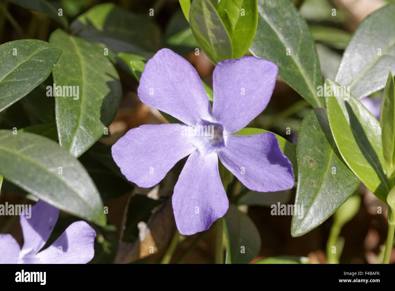 Vinca minor, Purple periwinkle flower Stock Photo - Alamy