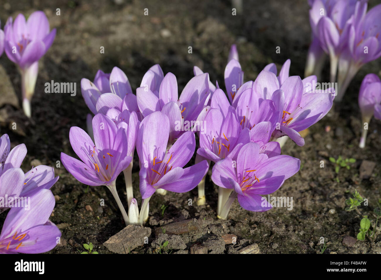 Colchicum byzantinum hi-res stock photography and images - Alamy