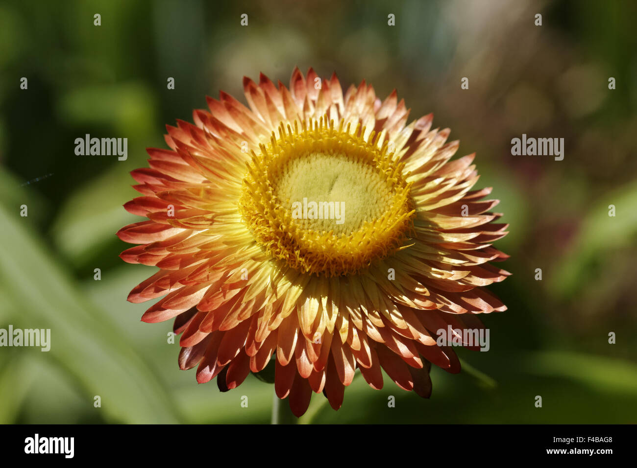 Everlasting photo hi-res stock photography and images - Alamy