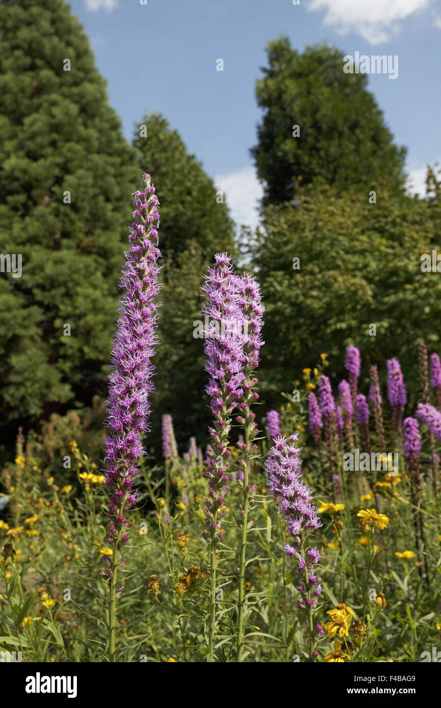 Liatris pycnostachya hi-res stock photography and images - Alamy