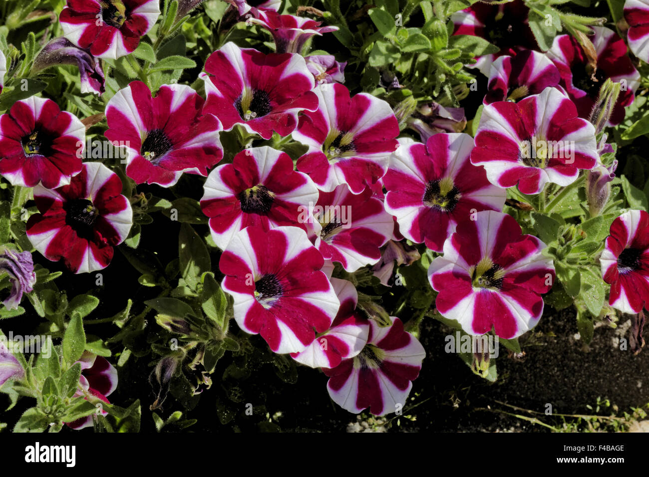 Bicolor table hi-res stock photography and images - Alamy