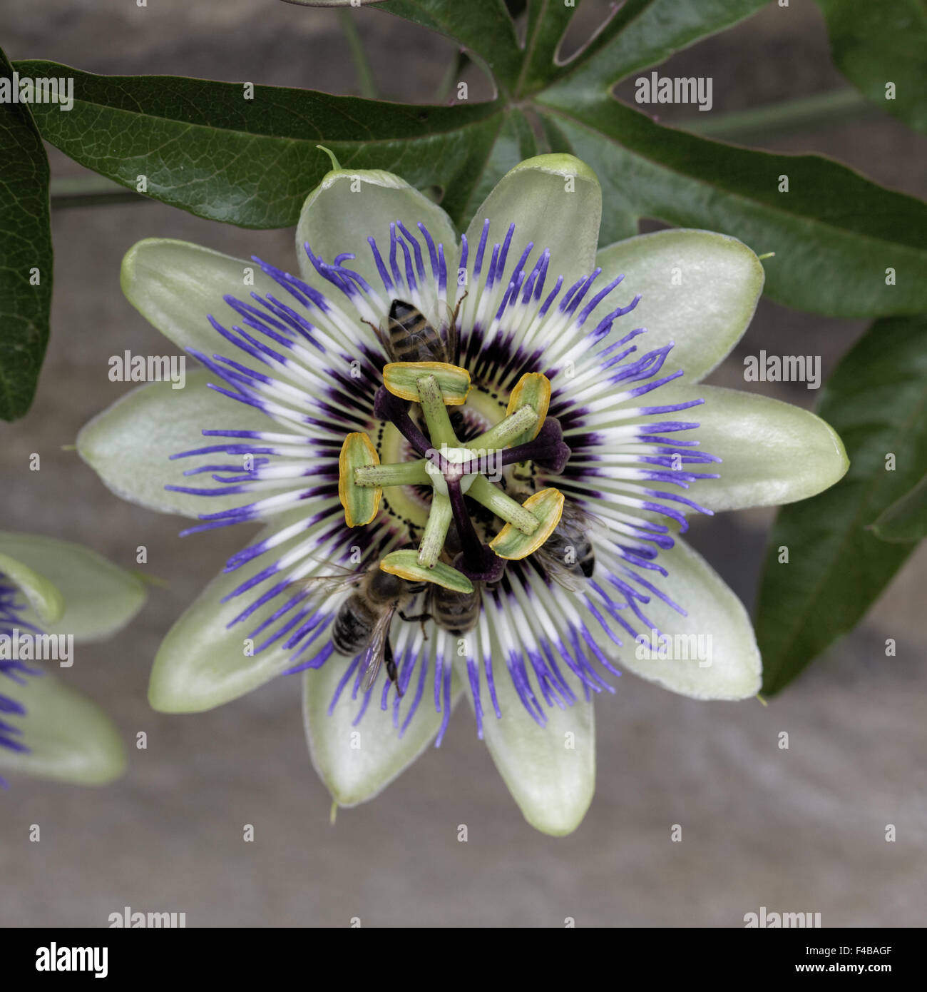 Passiflora caerulea, Blue Passion Flower Stock Photo - Alamy