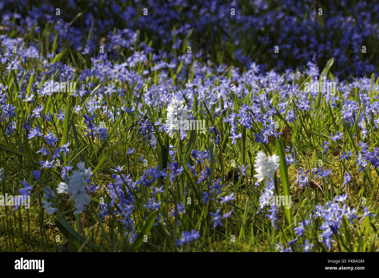 Wood squill hi-res stock photography and images - Alamy
