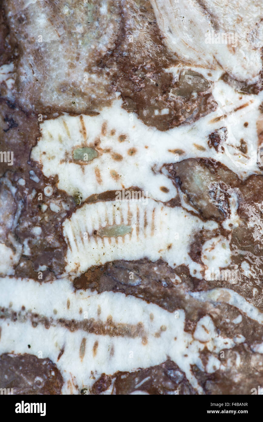 fossil in ar rock, Gotland, Sweden Stock Photo - Alamy