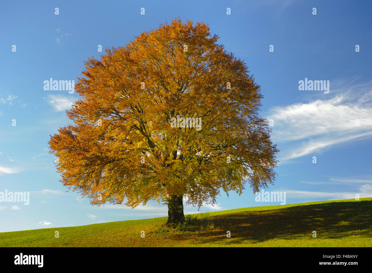 single beech tree in autumn Stock Photo - Alamy