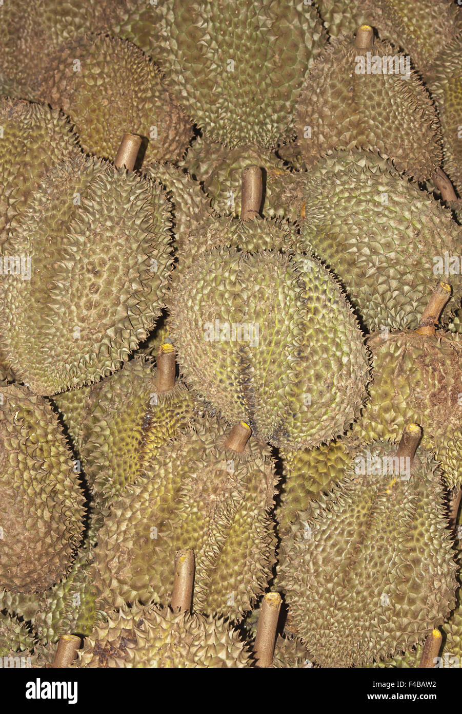 Open durian hi-res stock photography and images - Alamy