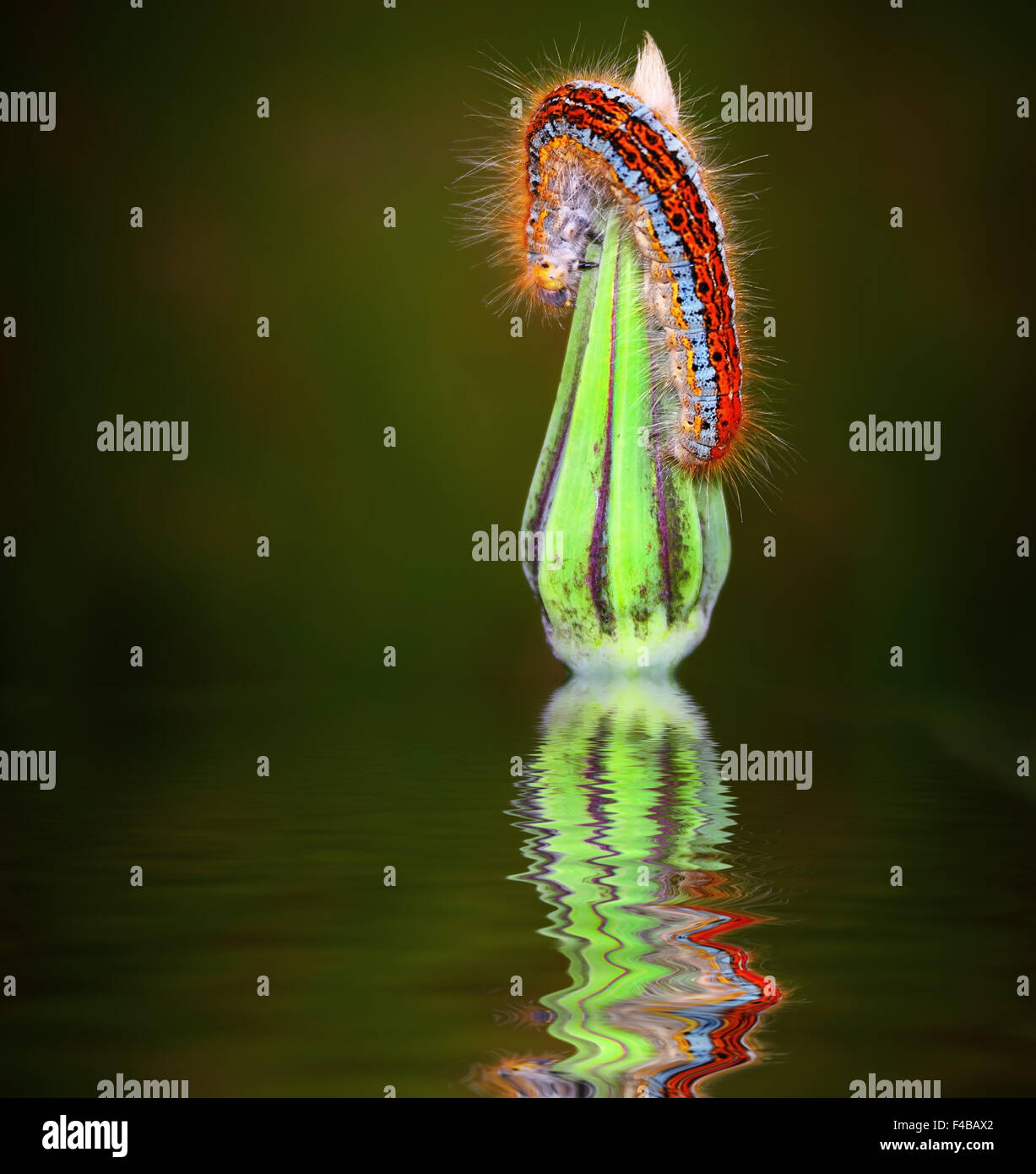 Natures creature hi-res stock photography and images - Alamy