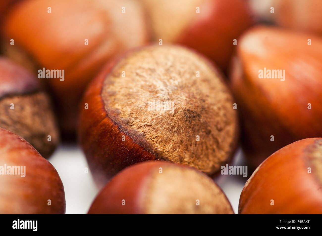 hazelnut filbert isolated on white background Stock Photo - Alamy