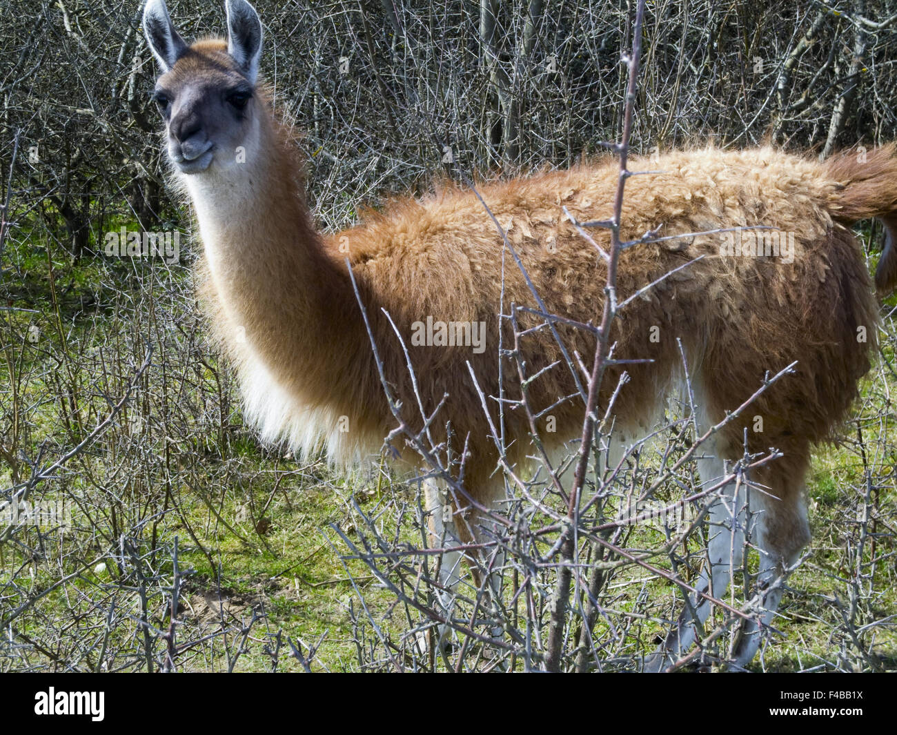 Kamelart High Resolution Stock Photography and Images - Alamy