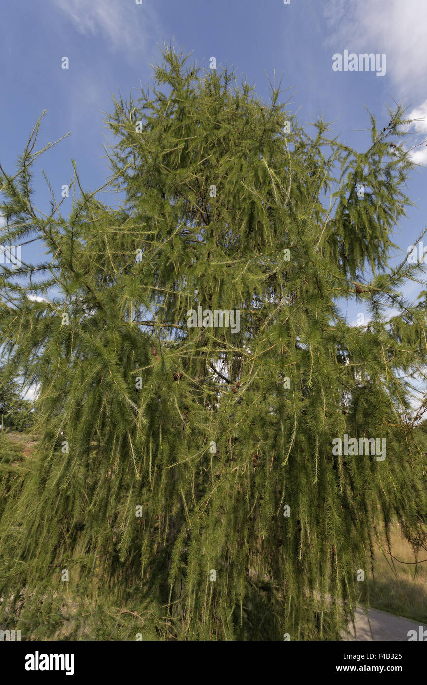 Common Larch High Resolution Stock Photography and Images - Alamy