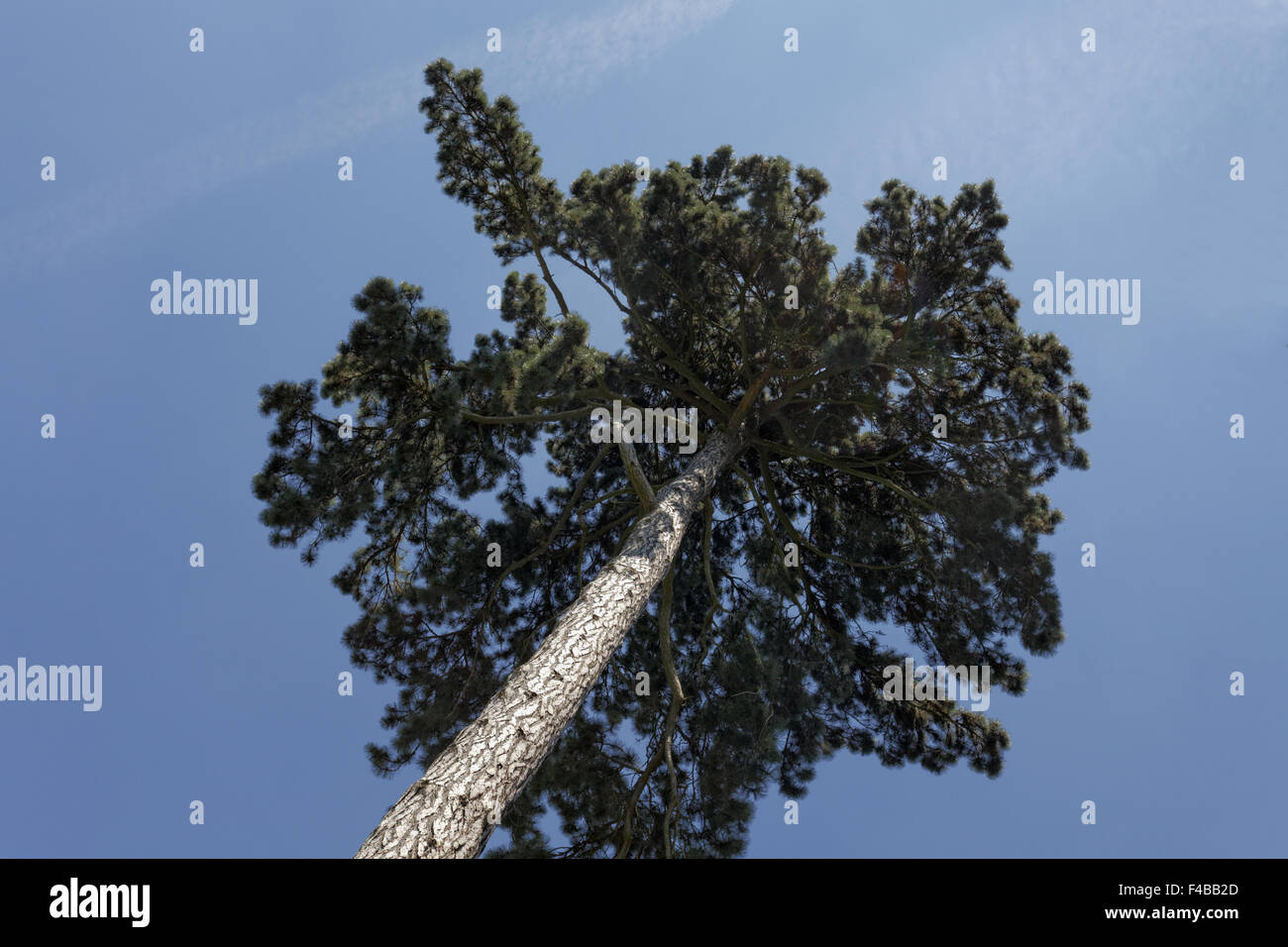 European black pine tree hi-res stock photography and images - Alamy