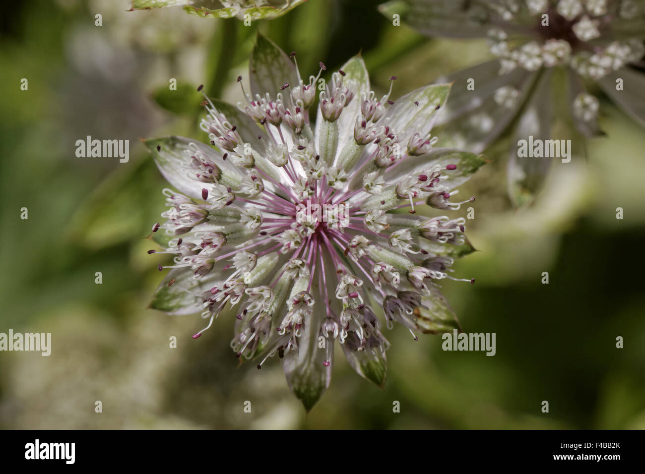 Astrantia major, Great Masterwort Stock Photo - Alamy