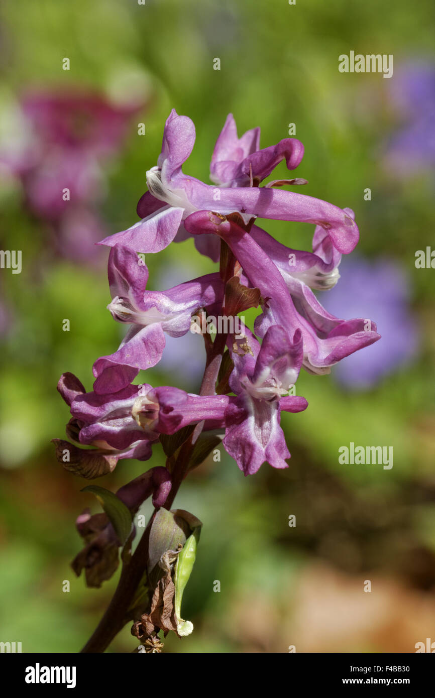 Corydalis cava, Corydalis flower, Fumewort Stock Photo - Alamy