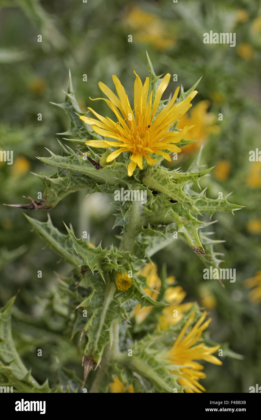 Spanish oyster thistle hi-res stock photography and images - Alamy