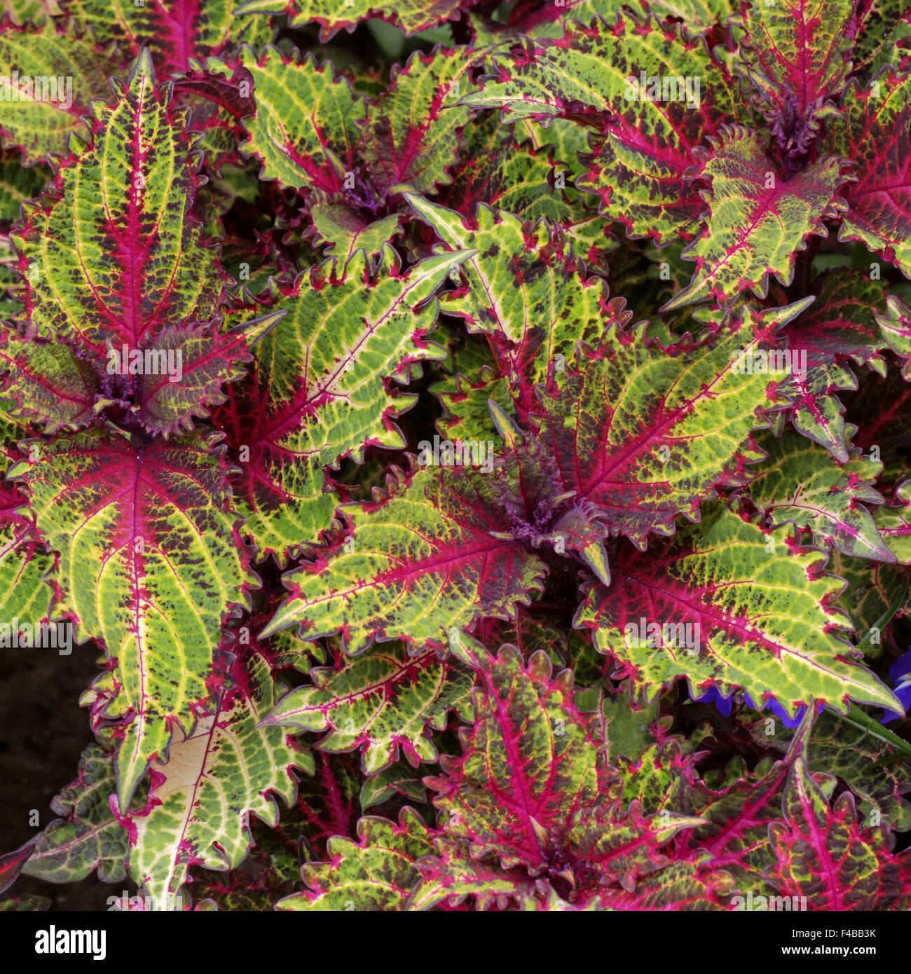Painted nettle hi-res stock photography and images - Alamy