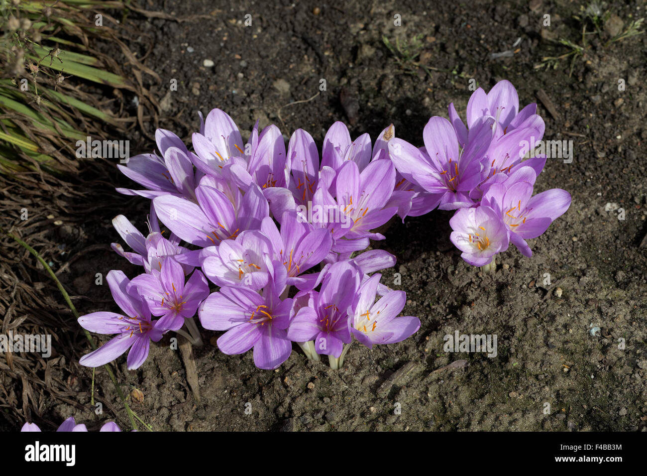 Colchicum byzantinum, Byzantine Meadow Saffron Stock Photo - Alamy