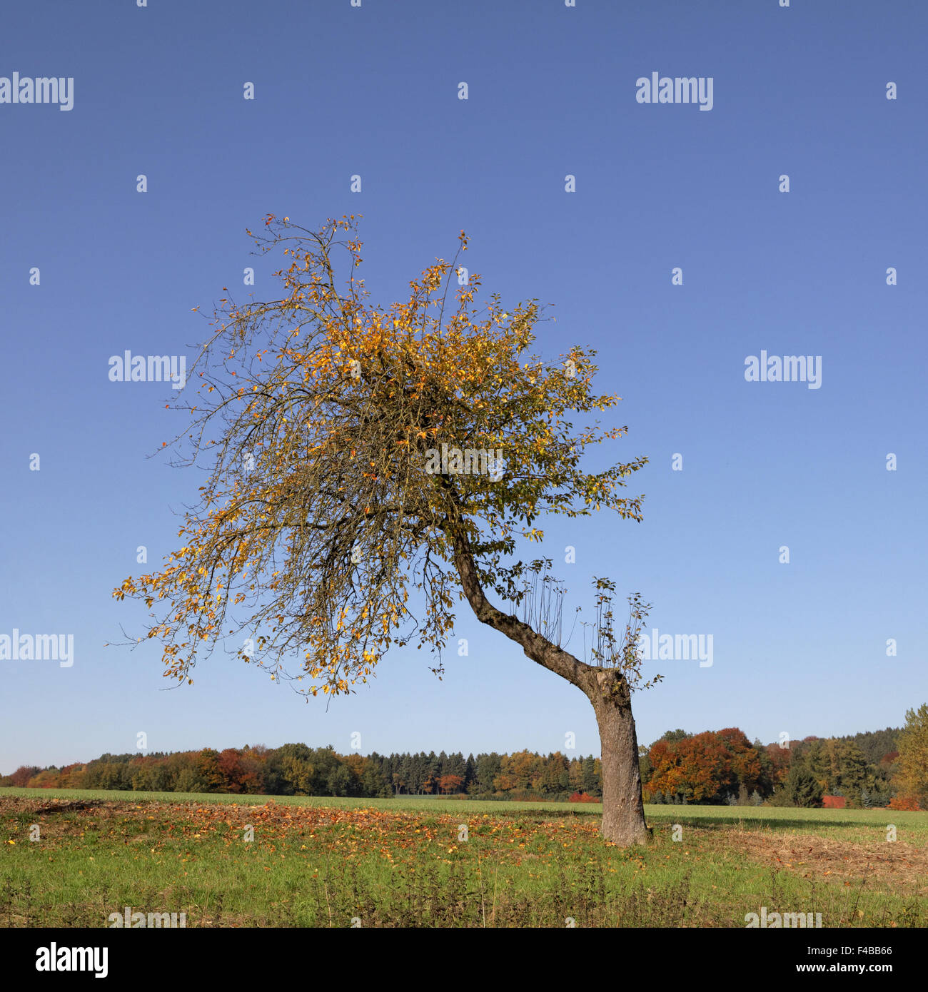October tree hi-res stock photography and images - Alamy