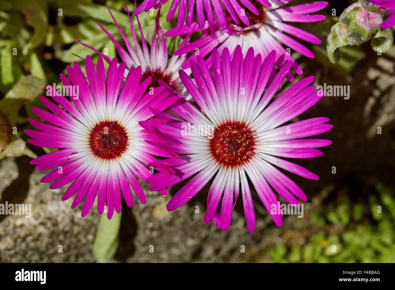 Dorotheanthus bellidiformis, Livingstone daisy Stock Photo - Alamy