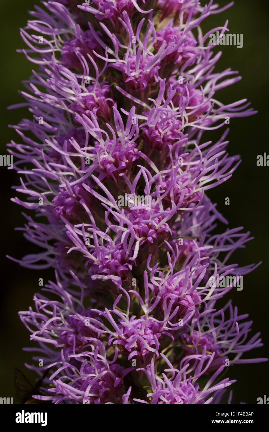 Liatris pycnostachya, Prairie Blazing Star Stock Photo - Alamy