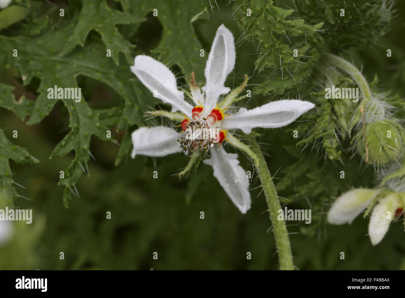 Loasa nana, closeup photo Stock Photo - Alamy