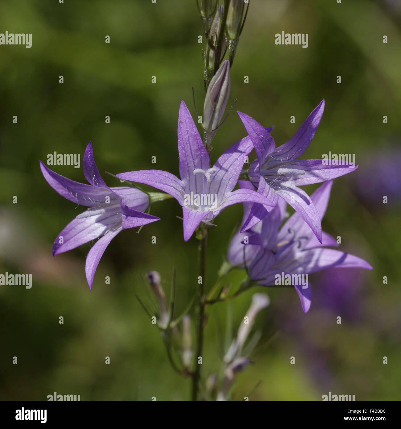 Campanula patula, Spreading Bellflower Stock Photo - Alamy