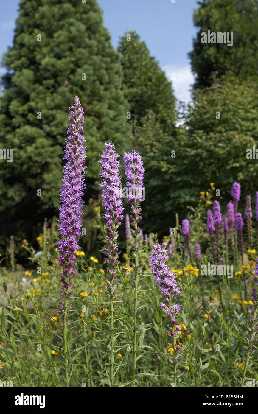 Liatris pycnostachya hi-res stock photography and images - Alamy