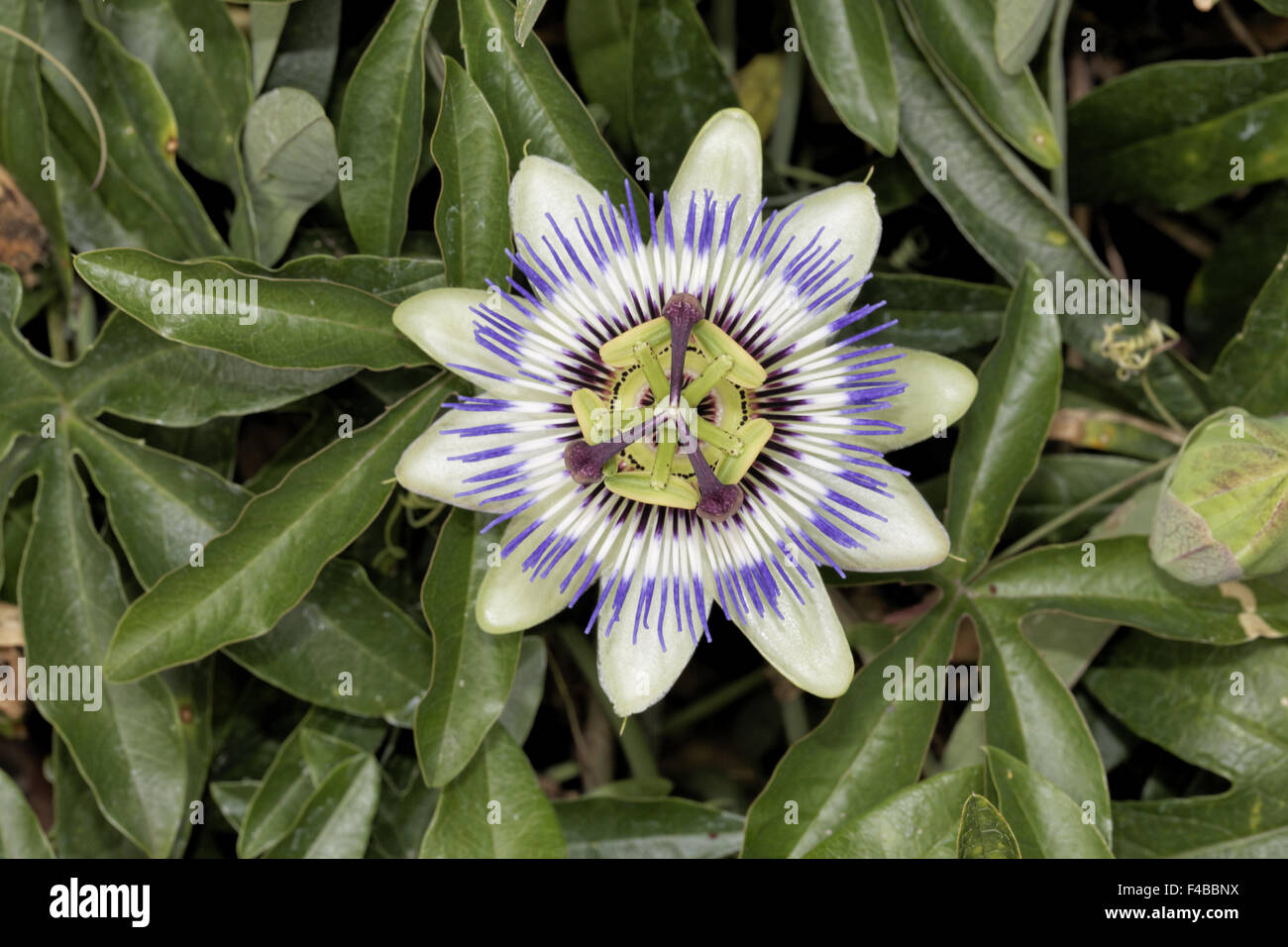 Passiflora caerulea hi-res stock photography and images - Alamy