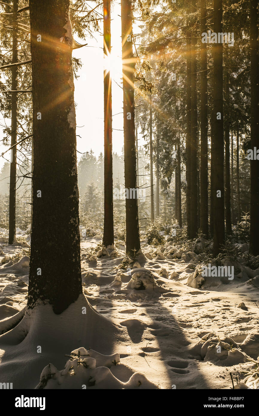 Sun in a winter Forest Stock Photo - Alamy