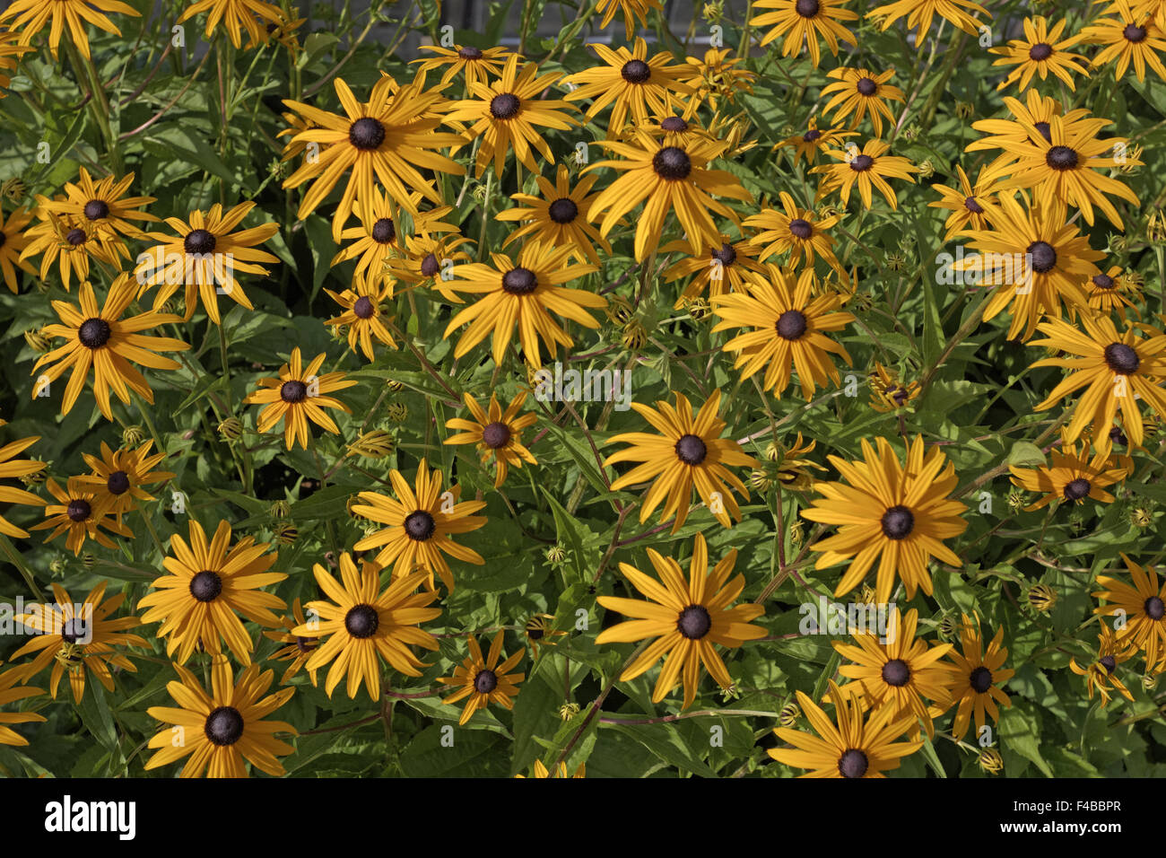 Rudbeckia fulgida, Orange Coneflower Stock Photo - Alamy